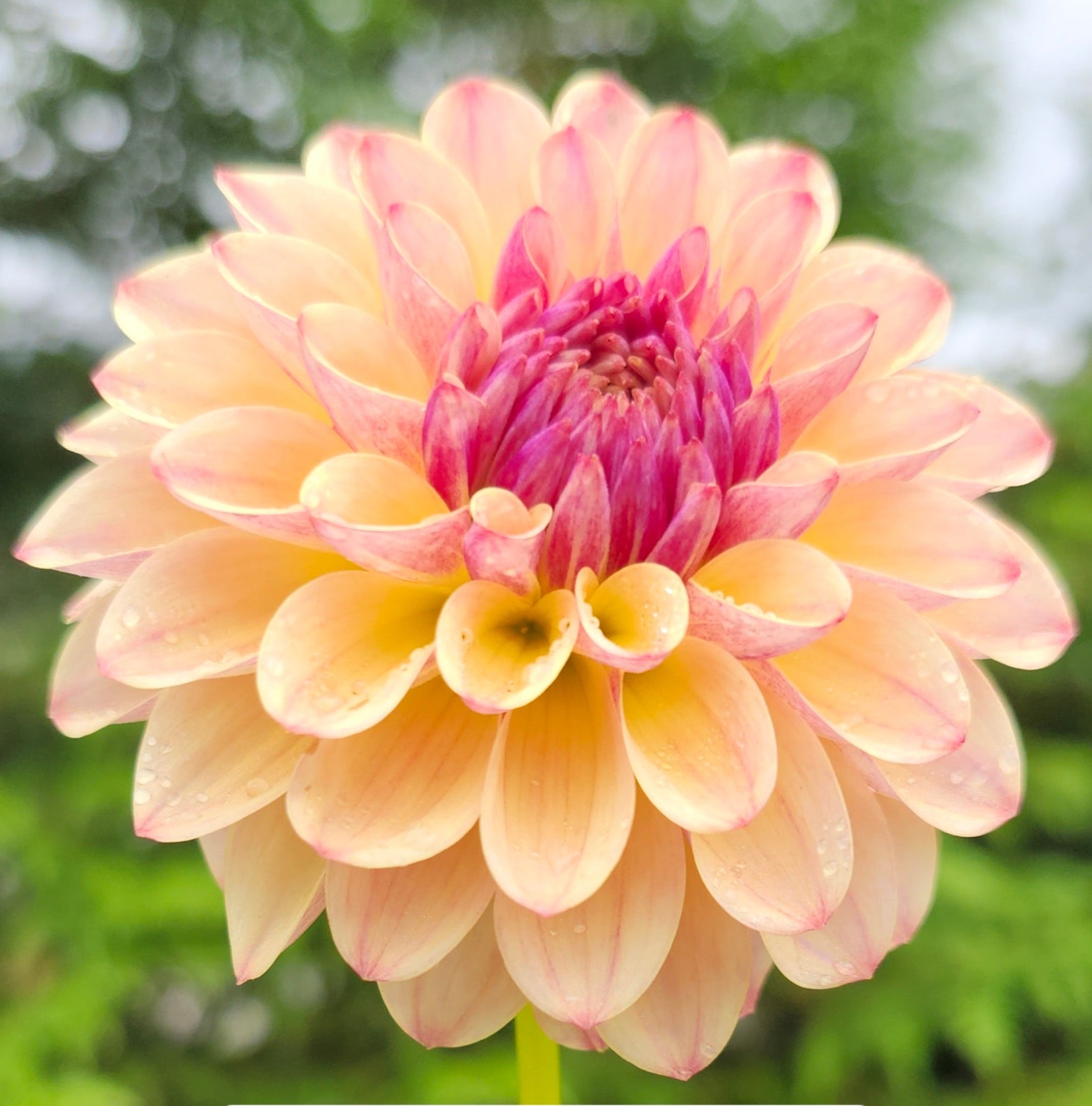 Dahlia Tuber for sale – Little Black Bird Farm & Flowers