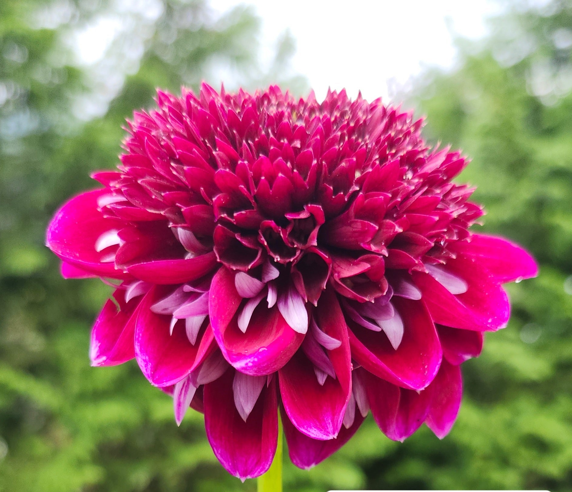 Dahlia Tuber for sale – Little Black Bird Farm & Flowers