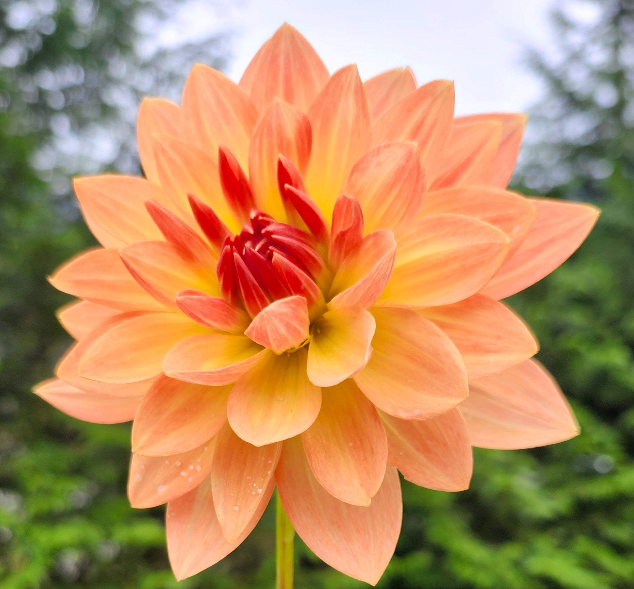Dahlia Tuber for sale – Little Black Bird Farm & Flowers