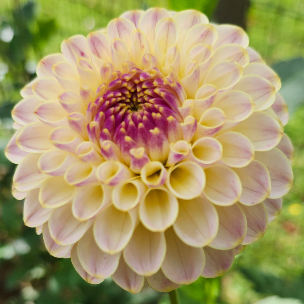 Dahlias Tubers – Little Black Bird Farm & Flowers