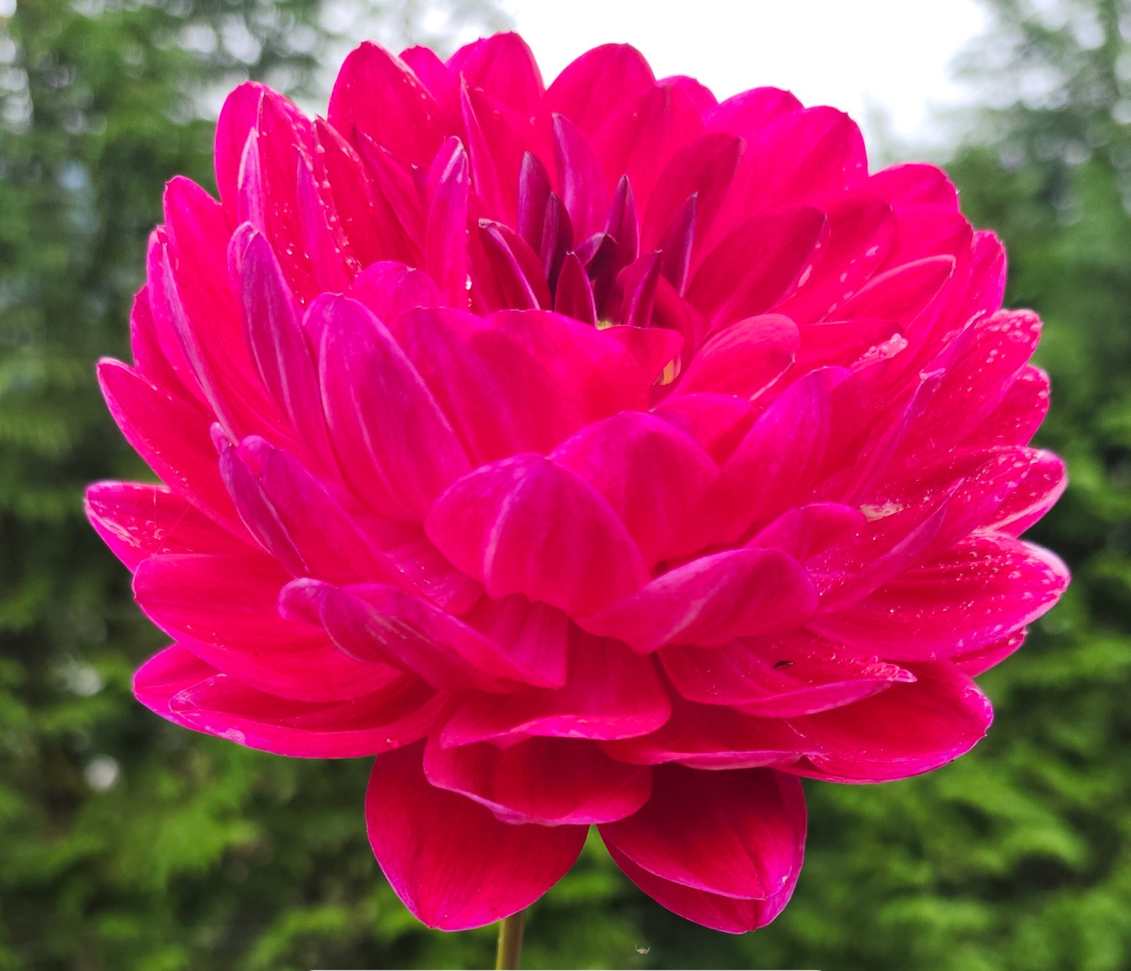 Dahlia Tuber for sale – Little Black Bird Farm & Flowers