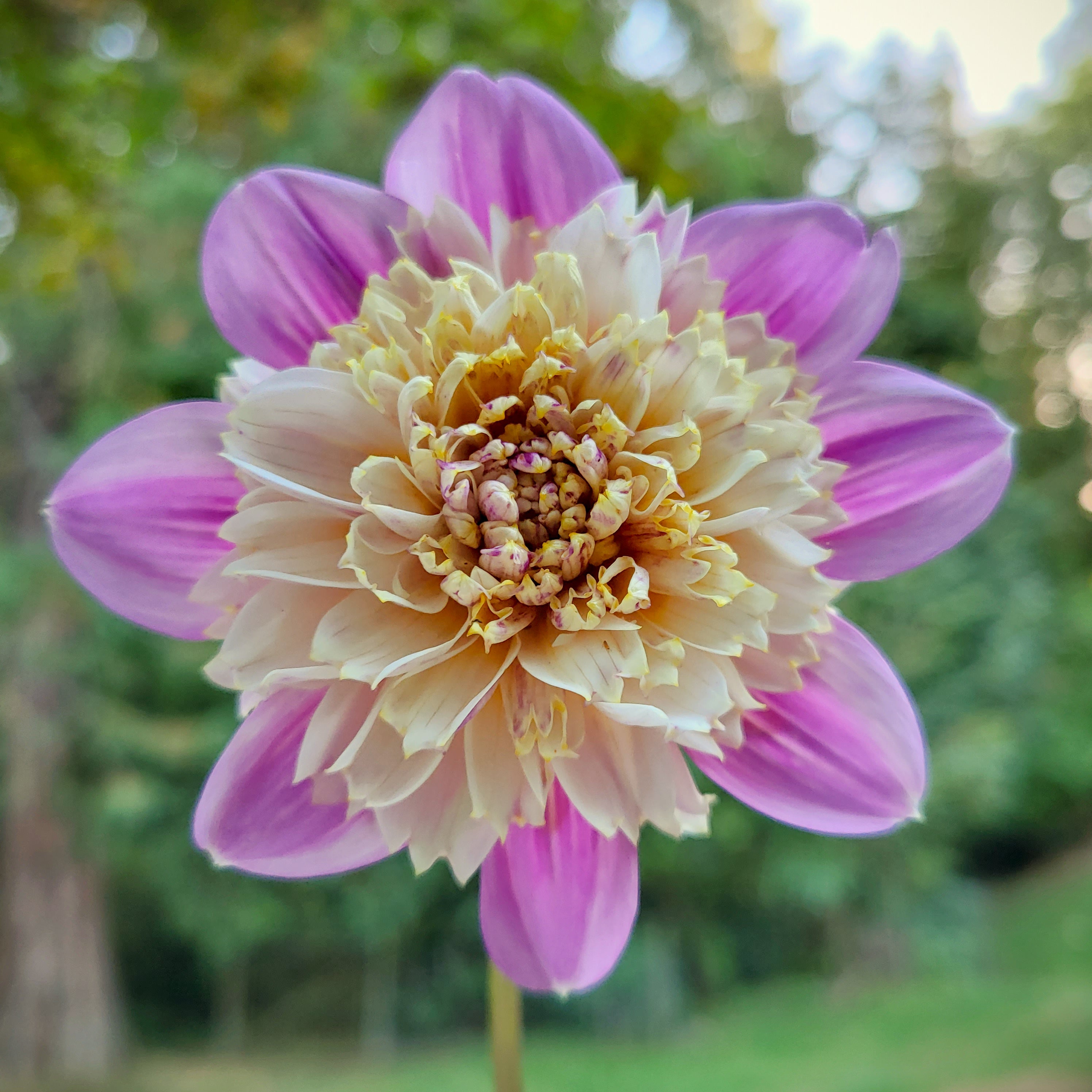 Dahlia Tuber for sale – Little Black Bird Farm & Flowers