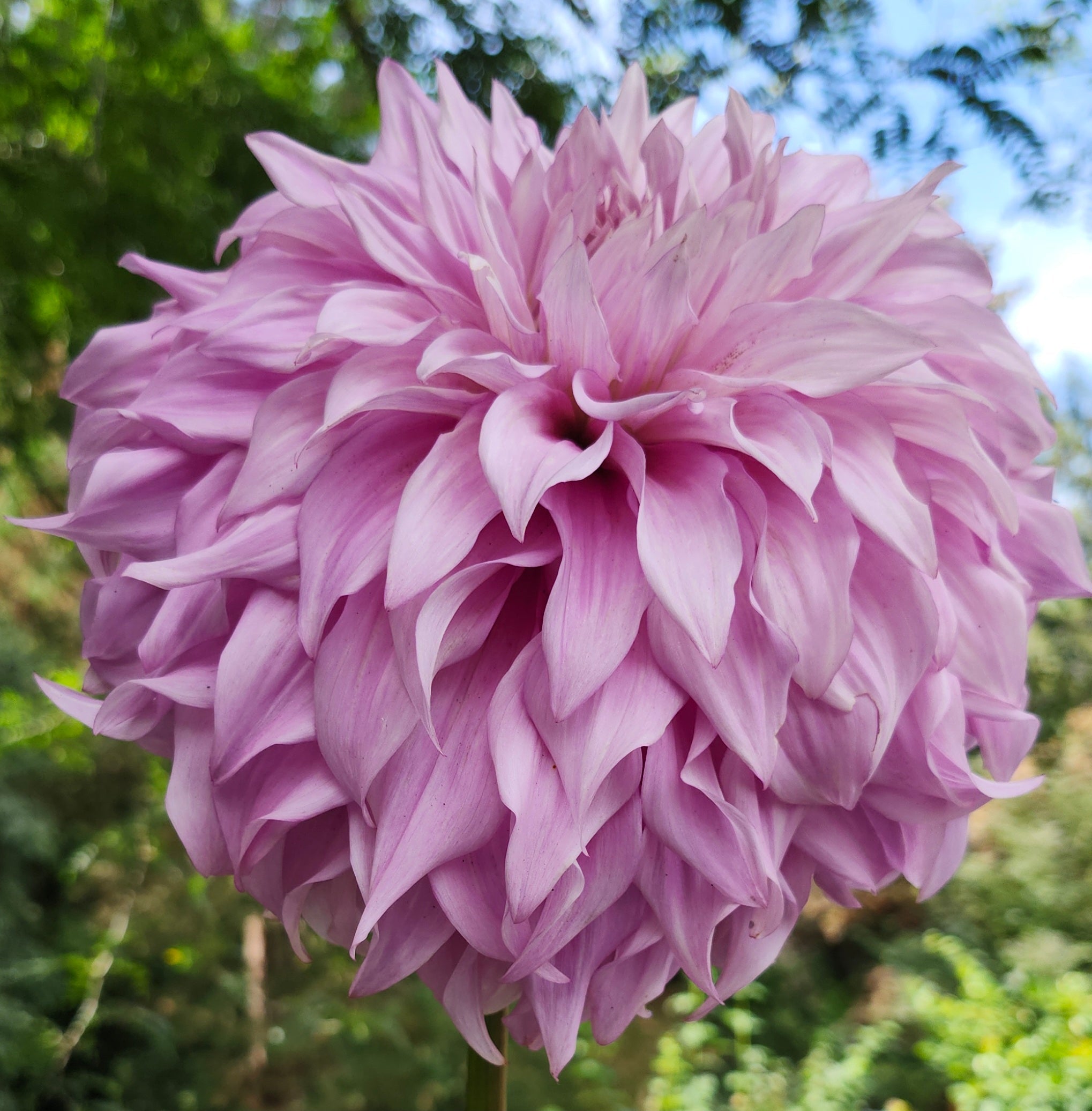 Dahlia Tuber for sale – Little Black Bird Farm & Flowers