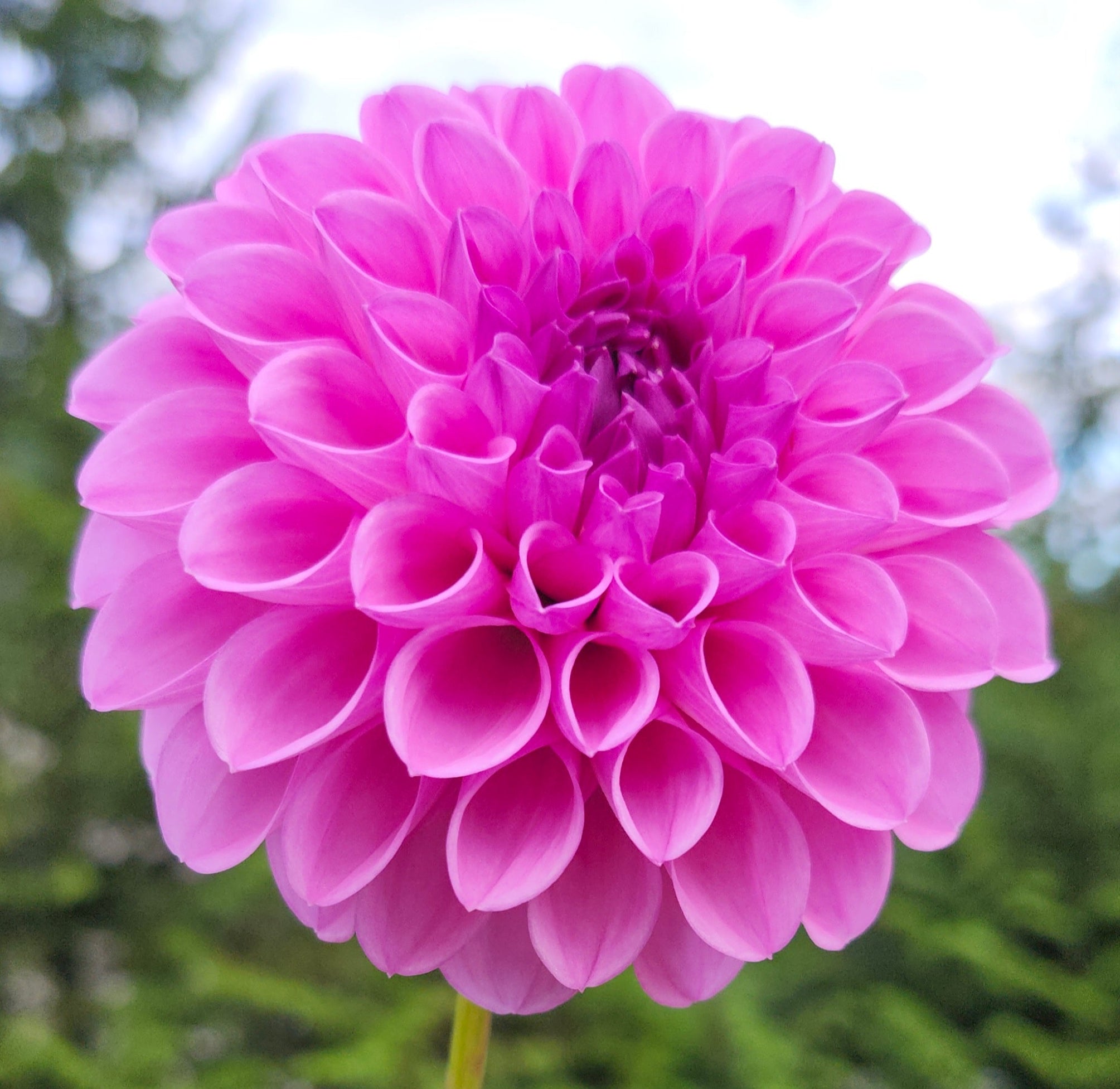 Dahlia Tuber for sale – Little Black Bird Farm & Flowers