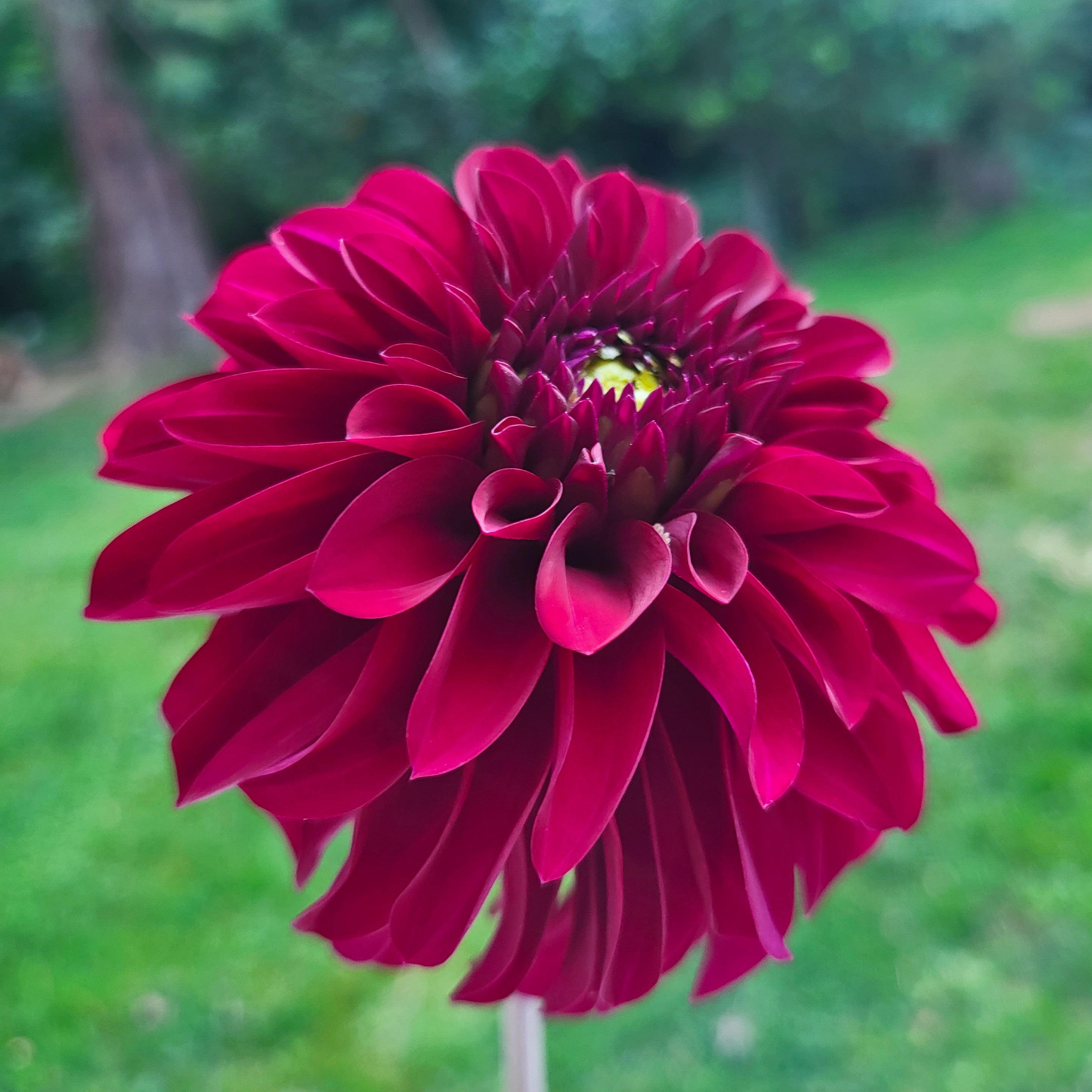 Dahlia Tuber for sale – Little Black Bird Farm & Flowers