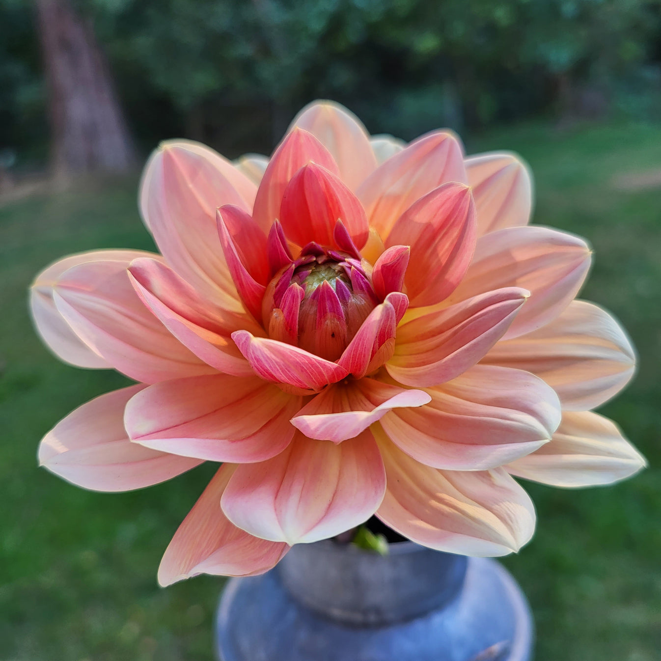 Dahlia Tuber for sale – Little Black Bird Farm & Flowers