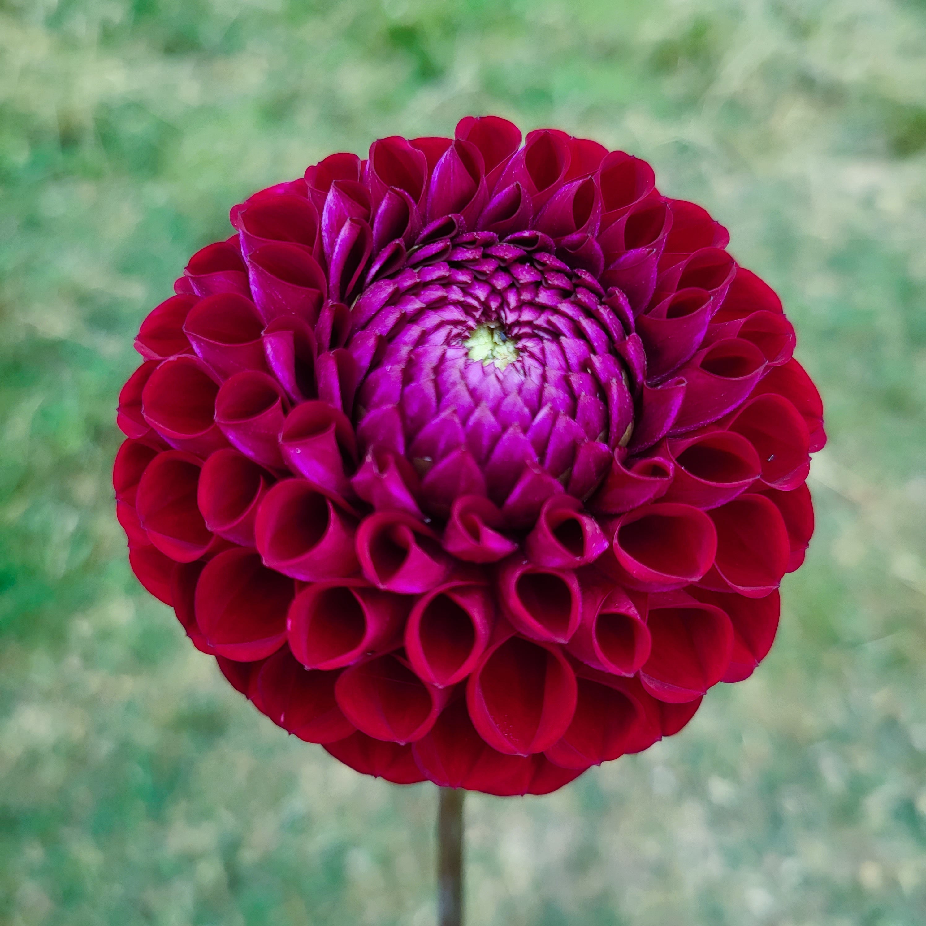 Dahlia Tuber for sale – Little Black Bird Farm & Flowers
