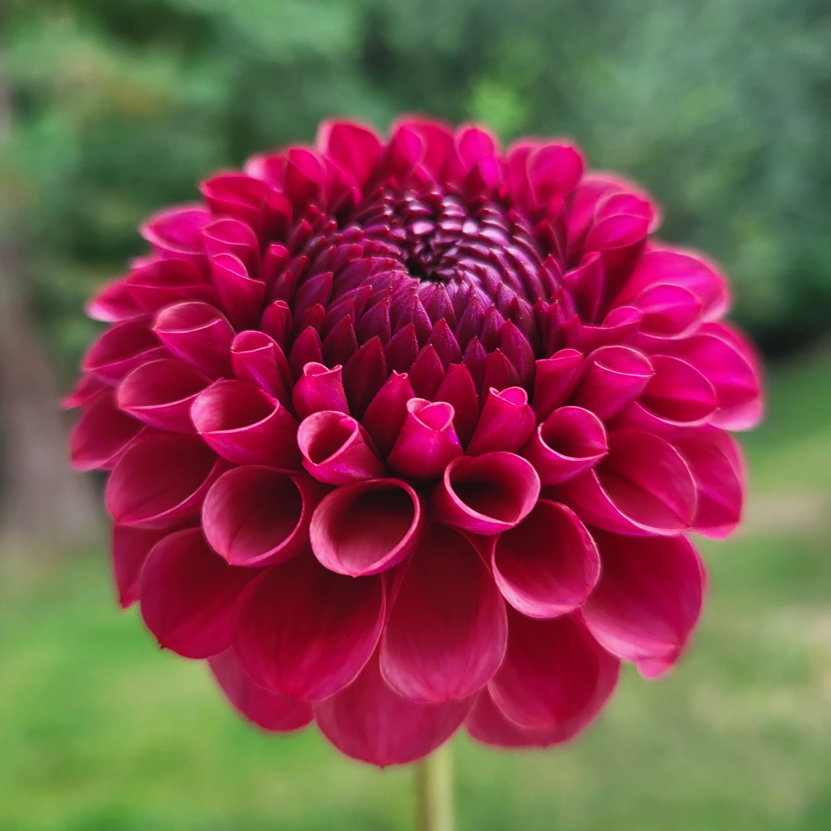 Dahlia Tuber for sale – Little Black Bird Farm & Flowers